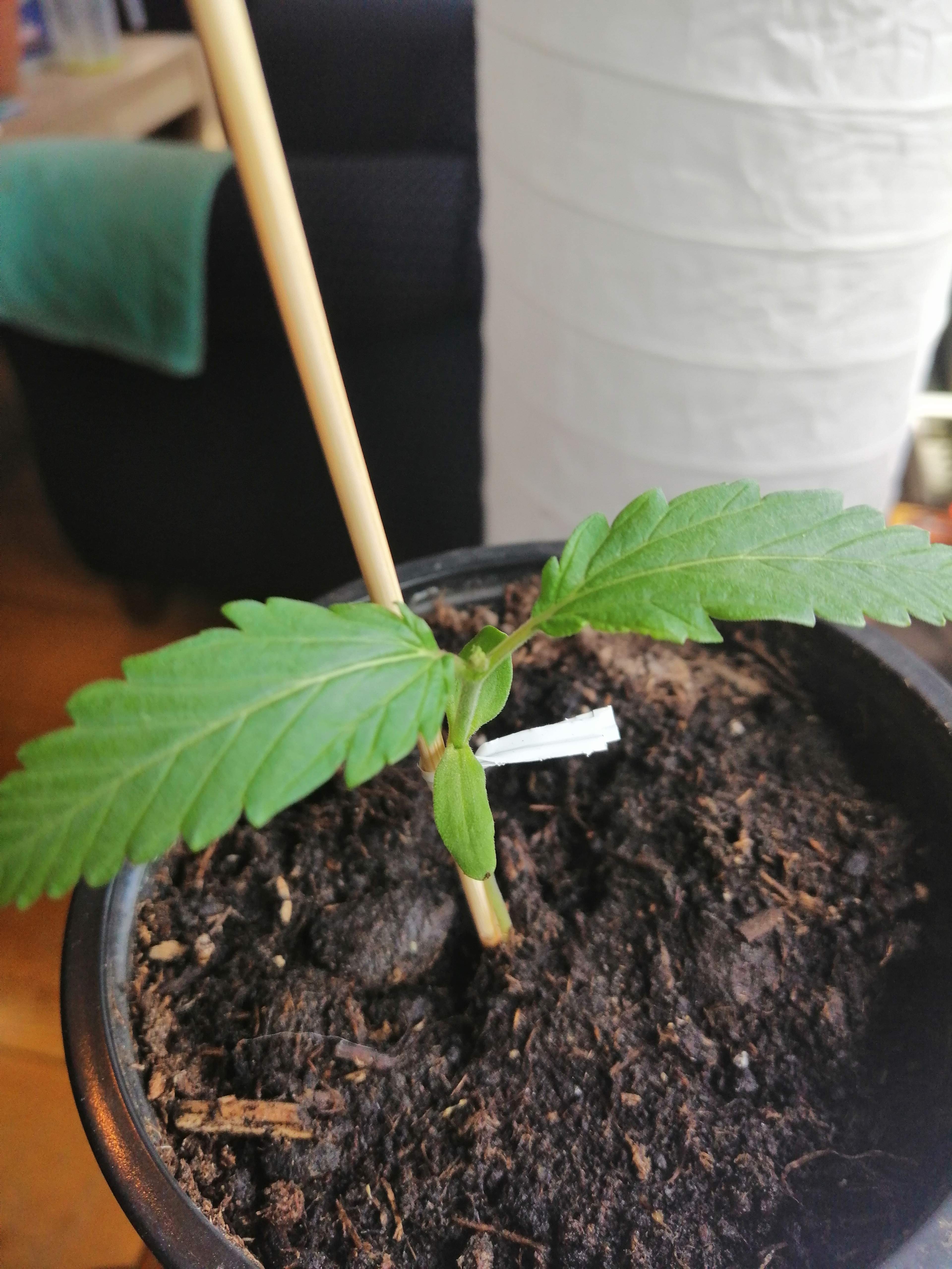 Zamnesia Seeds Sticky Beast Automatic grow diary (journal) week3 by ...