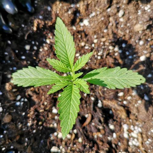 Fastbuds Gelato Auto 1st Outdoor Grow grow journal by d10gr0w - GrowDiaries