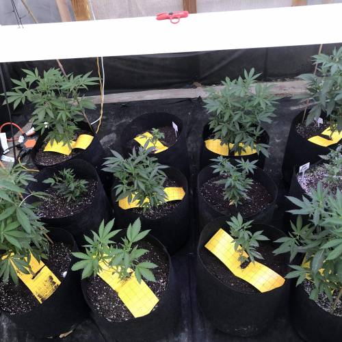Alien bubba grow journal by Danelle1620 - GrowDiaries