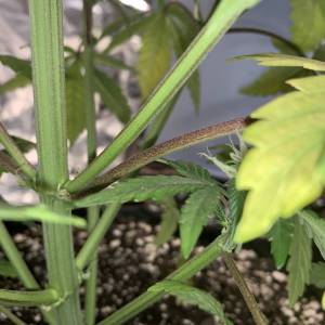 Purple Haze Auto Strain Info / Purple Haze Auto Weed By Original ...