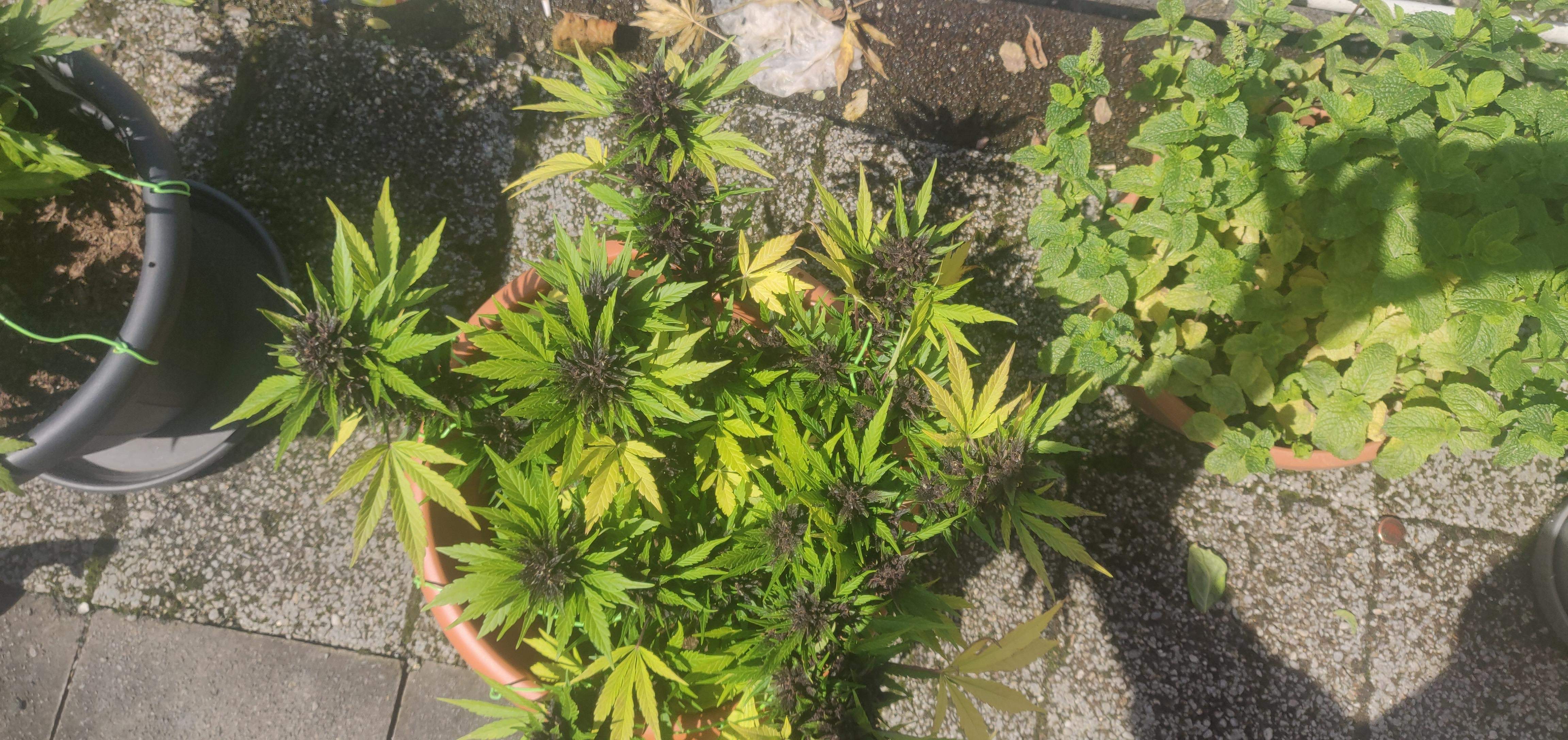 Fast Buds LSD-25 Auto, Fast Buds Six Shooter Auto, Fast Buds Crystal ...