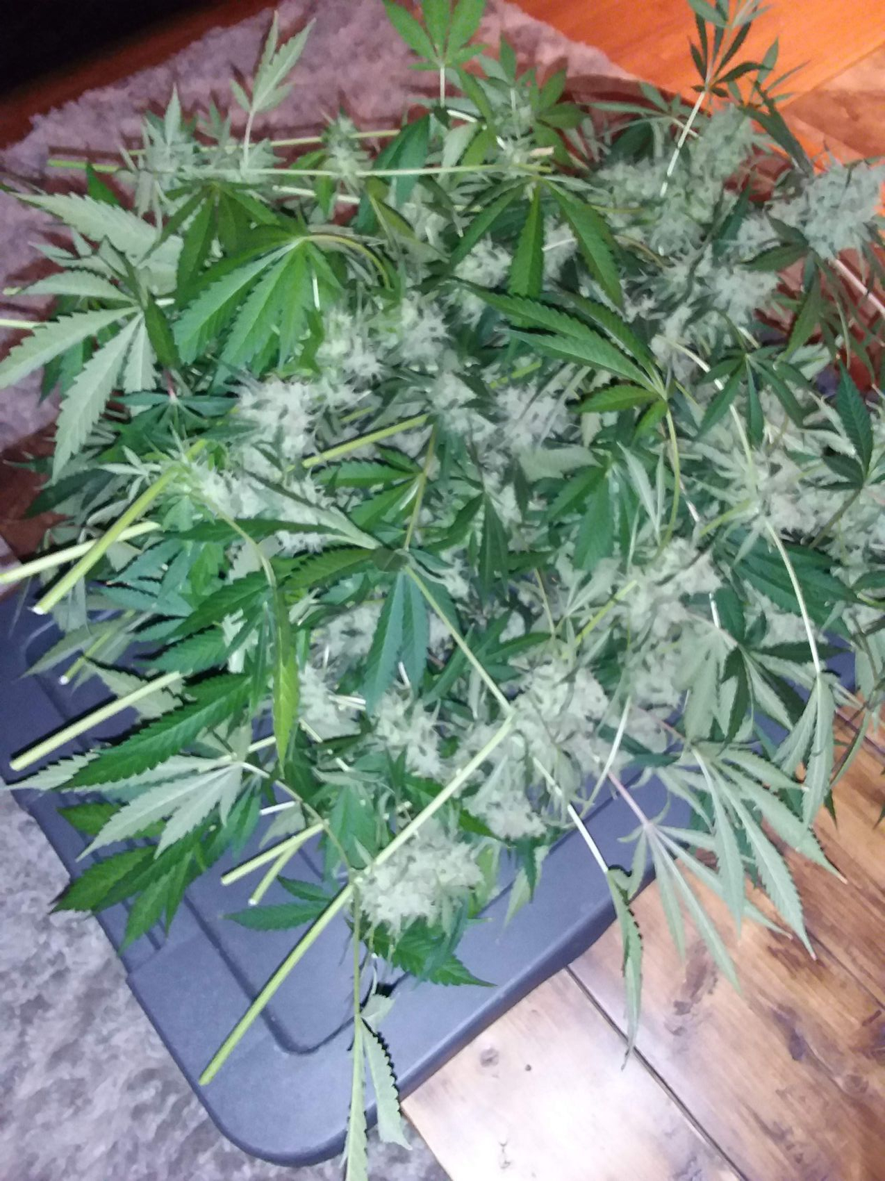 Cheese / Ganja Farmer Seeds: photos - GrowDiaries