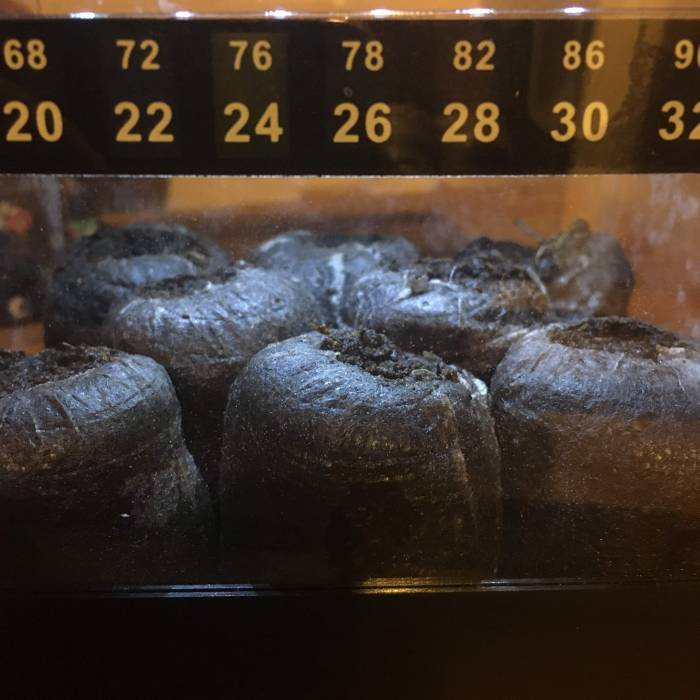 Guerilla Wedding Cheesecake Auto grow journal by Green_Queenzz ...
