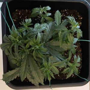 LSD Auto Strain Info / LSD Auto Weed By Barney's Farm - GrowDiaries