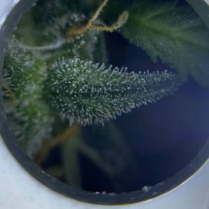 LSD Auto Strain Info / LSD Auto Weed By Barney's Farm - GrowDiaries