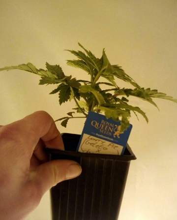 ggg, kalamata grow diary (journal) week3 by flowerpotmen - GrowDiaries