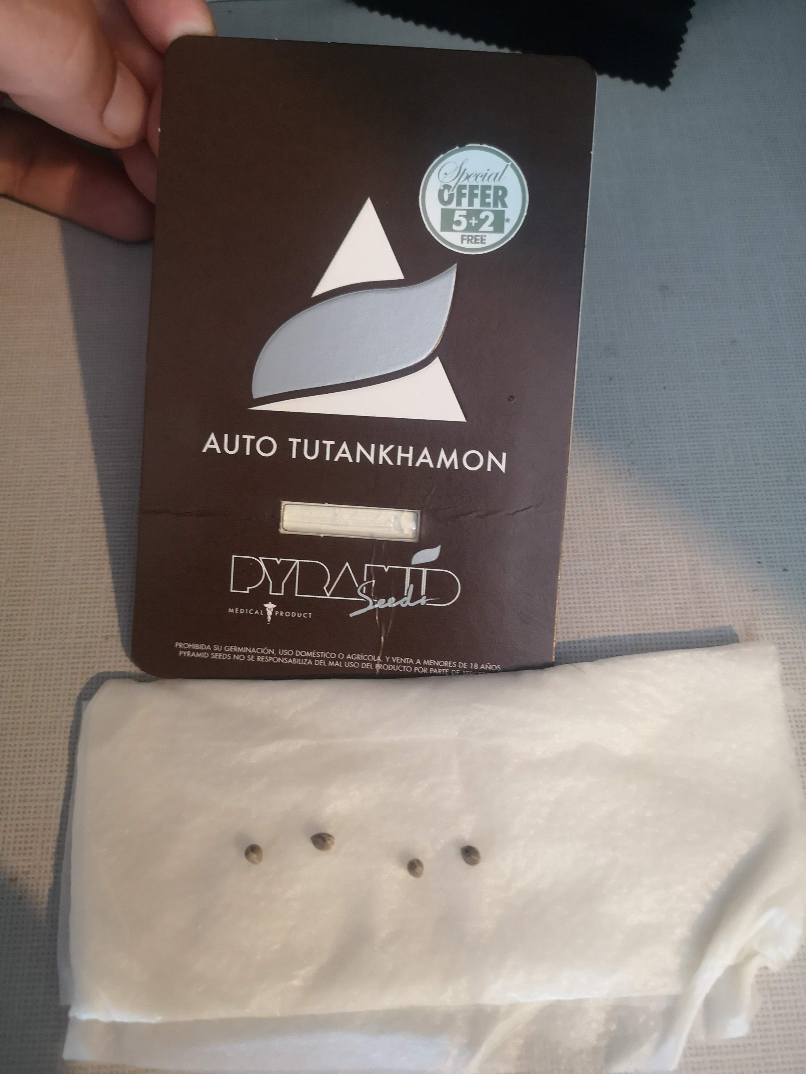 Pyramid Seeds Auto Tutankhamon grow diary (journal) week1 by Ecoweerto ...