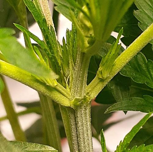 Diesel Cookies Auto grow journal by The_Cannasseur - GrowDiaries