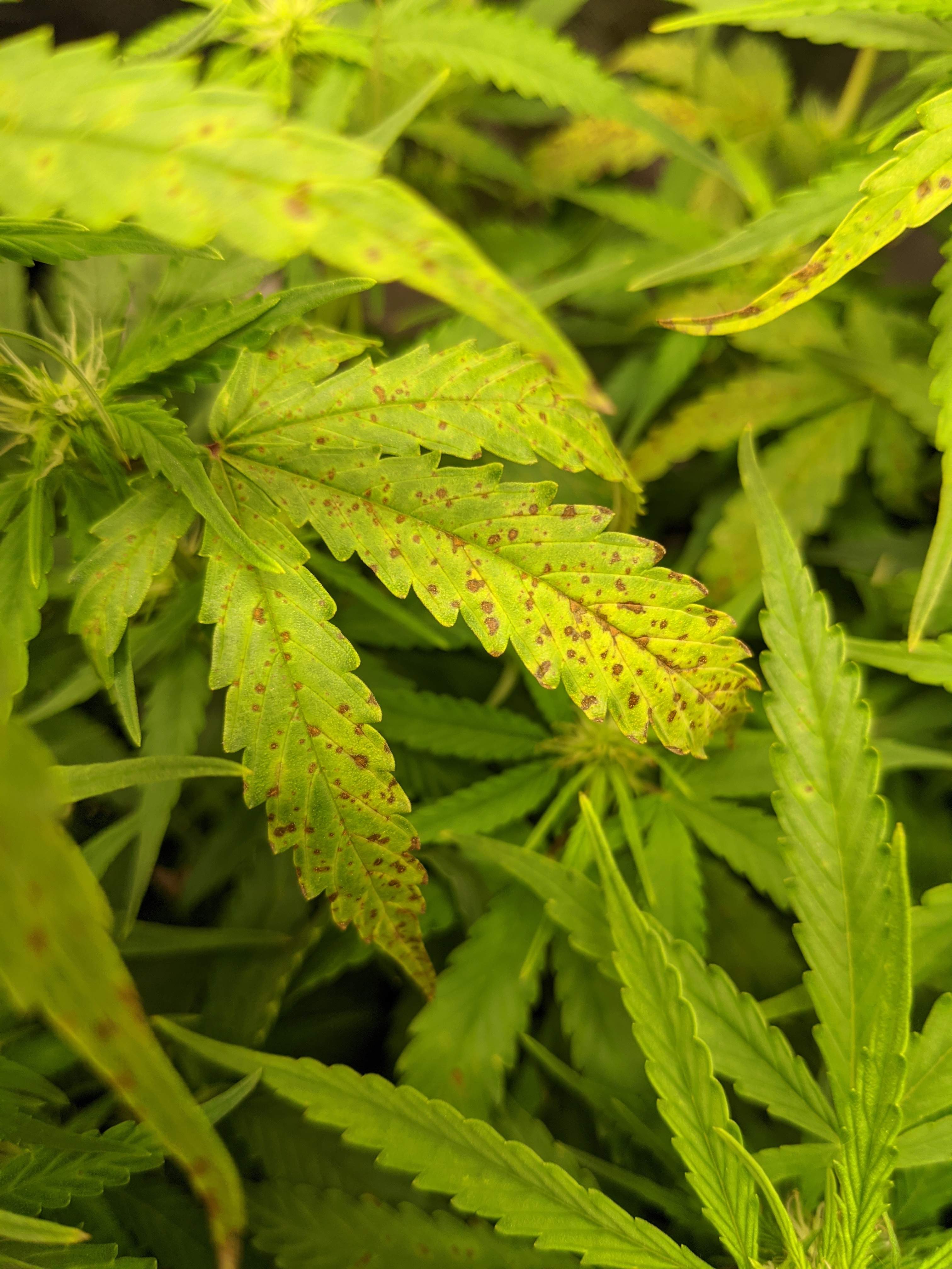 Brown Spots On Leaves Grow Question By WeedRunner GrowDiaries Brown Spots On Leaves Grow Question By WeedRunner GrowDiaries