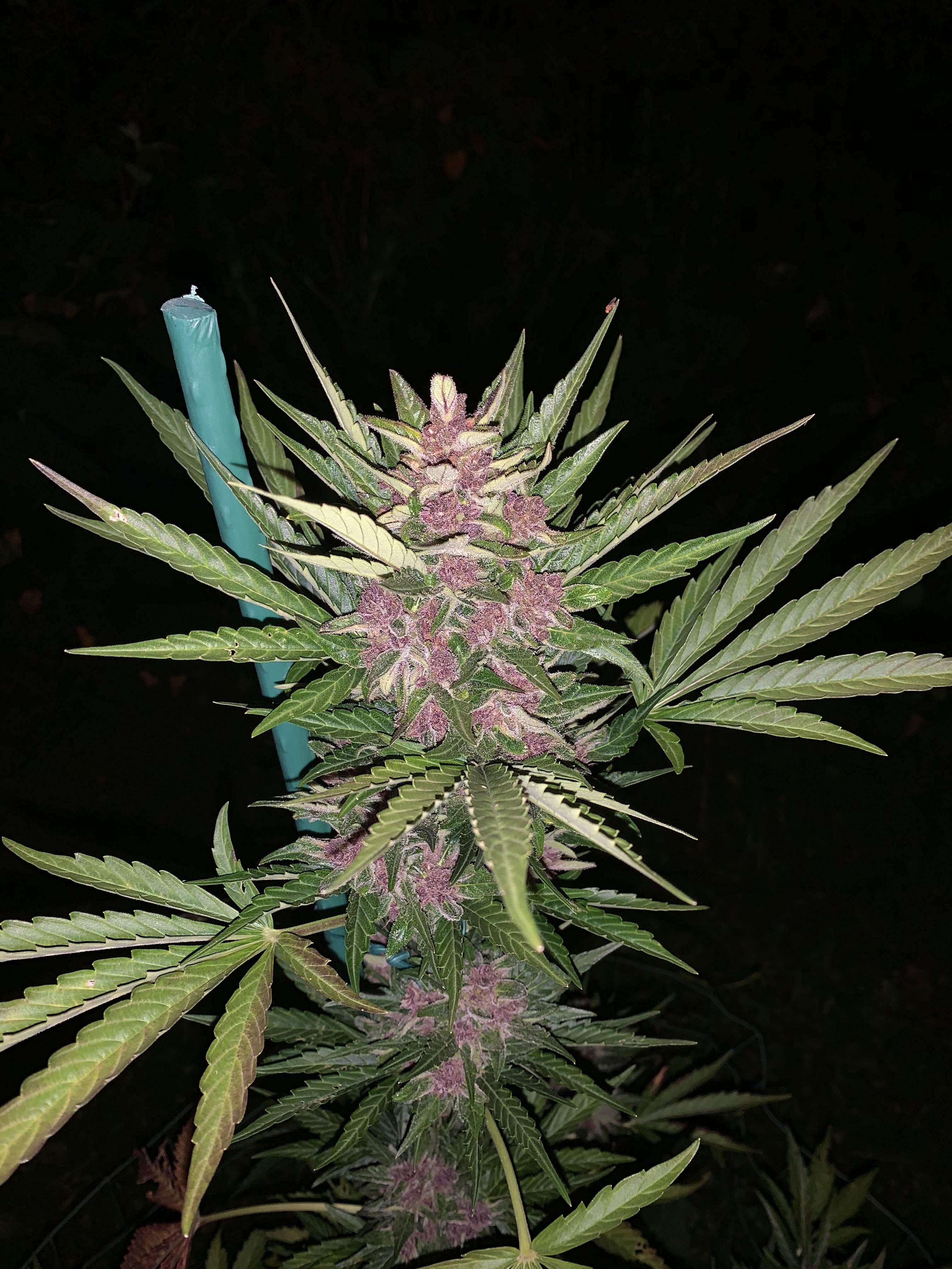 Fast Buds Crystal METH grow diary (journal) week11 by Centerwook ...