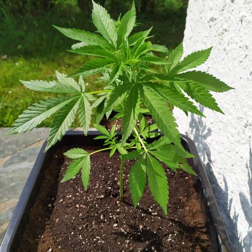 Eleven roses early version grow journal by Sensisebgrow - GrowDiaries