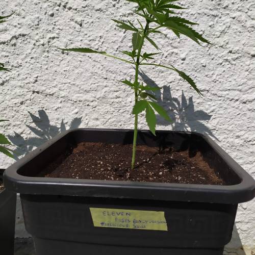 Eleven roses early version grow journal by Sensisebgrow - GrowDiaries