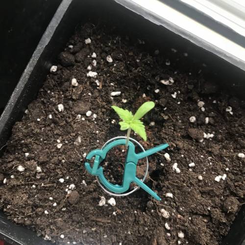 Zamnesia Seeds Blue Monster Automatic grow journal by Zamnesian ...