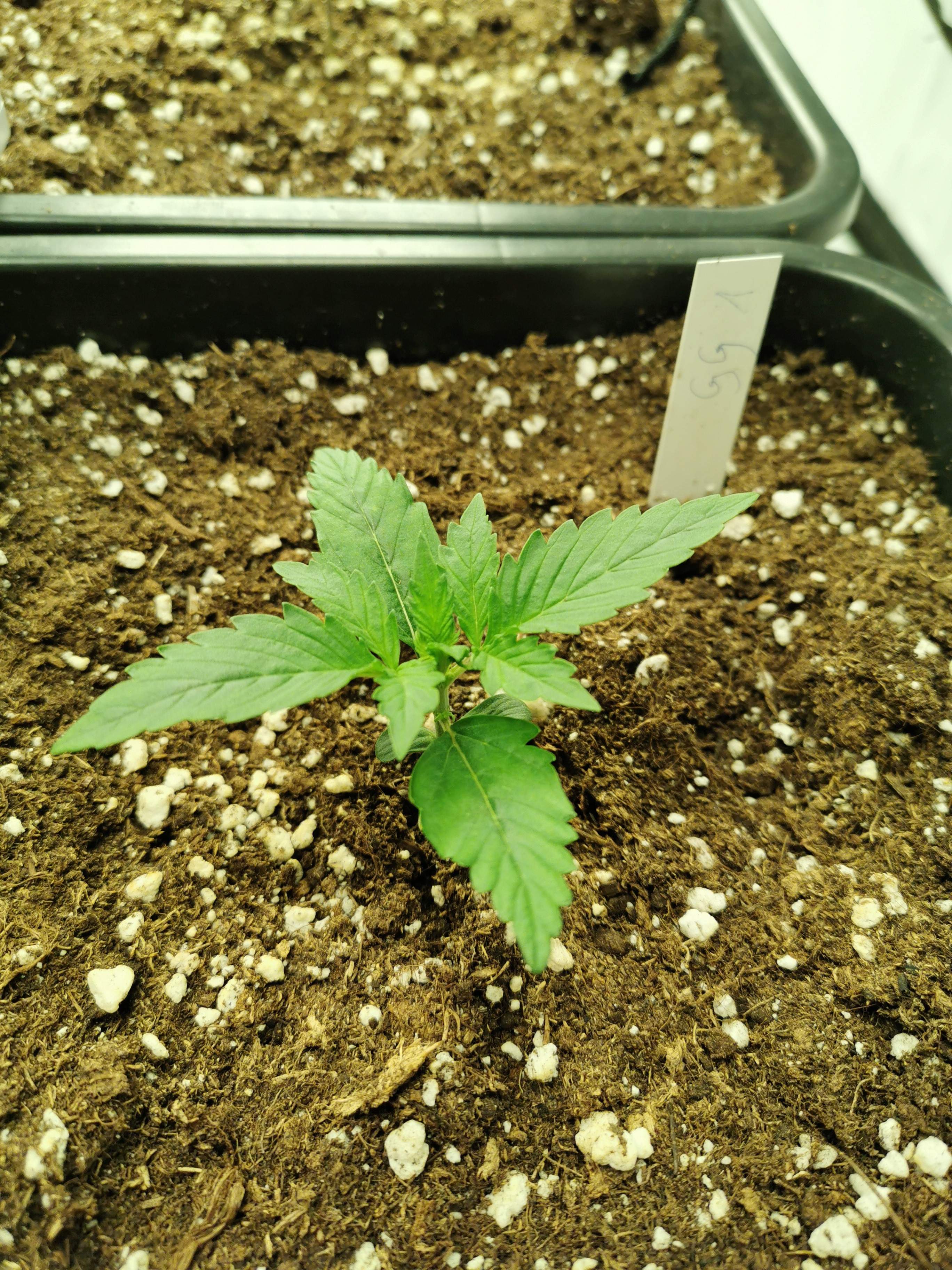 Fast Buds Gorilla Glue Auto grow diary (journal) week3 by RelooM ...