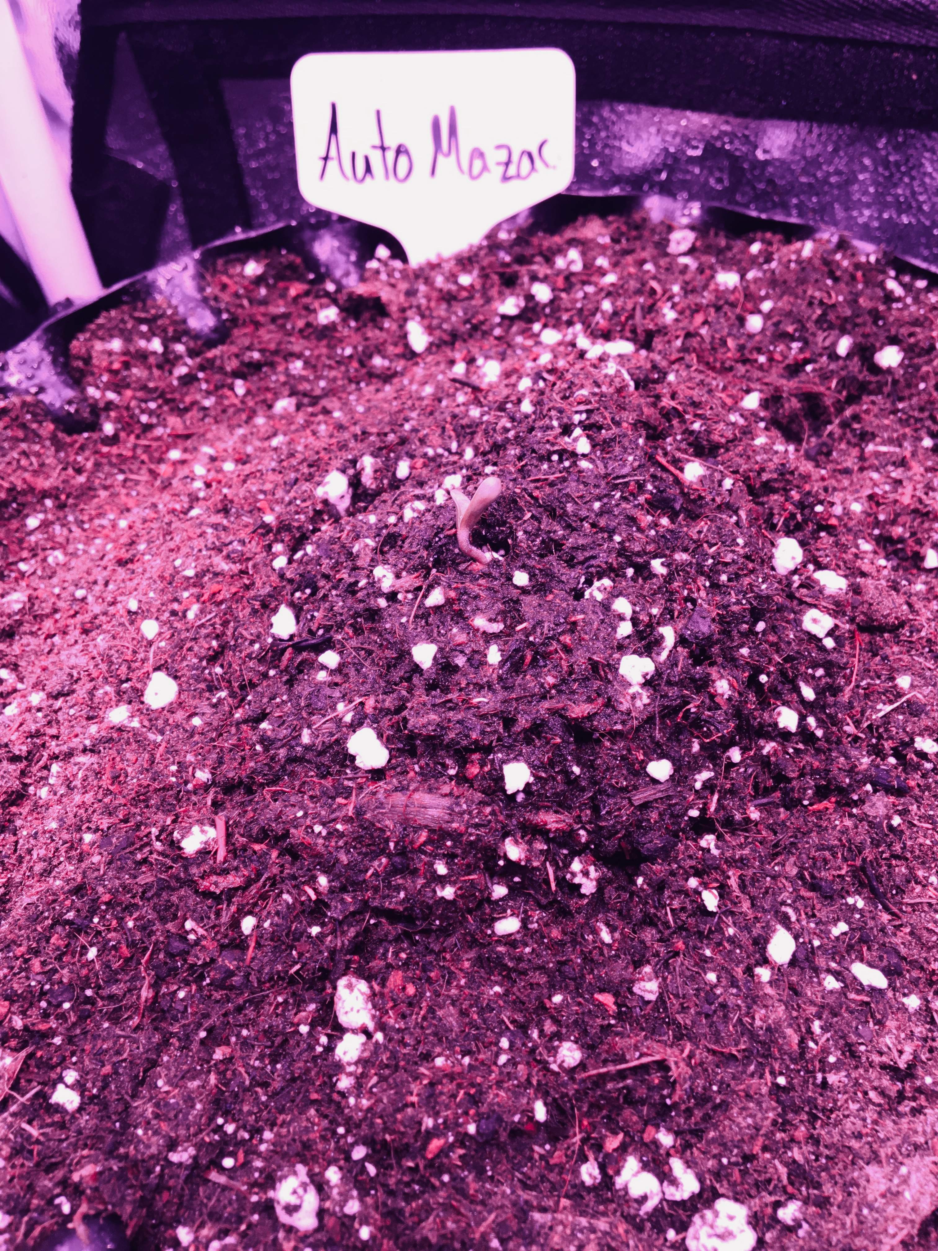 Dutch Passion Auto Mazar grow diary (journal) week1 by Sizzler ...