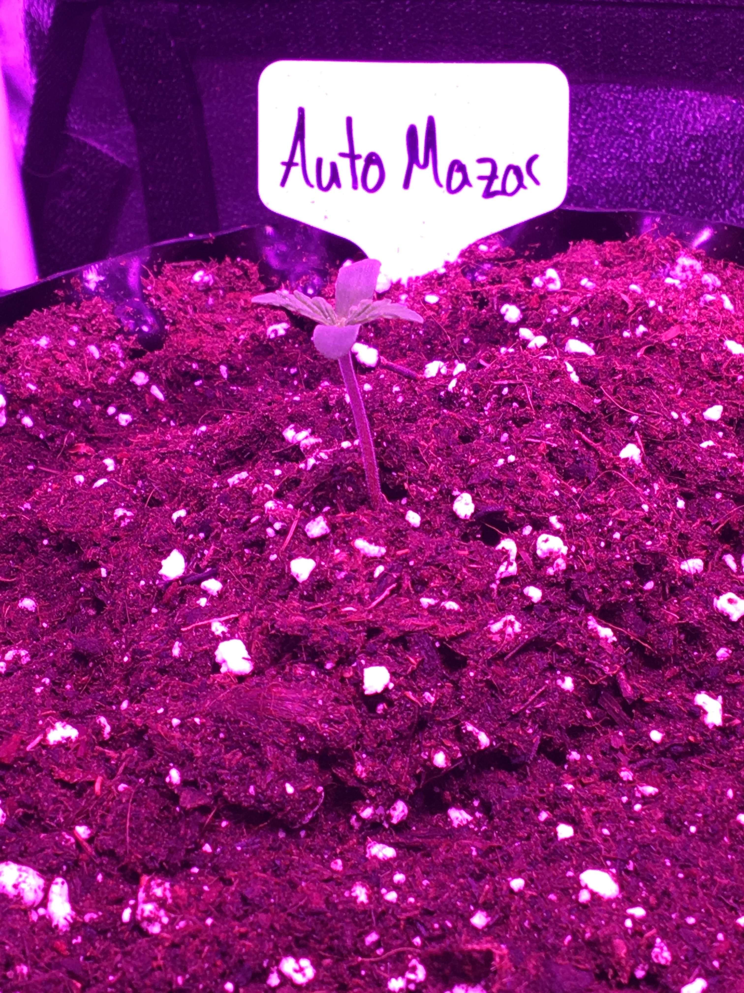 Dutch Passion Auto Mazar grow diary (journal) week1 by Sizzler ...