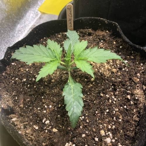 Toofless Alien, White Crack, Illuminauto №24 Gold Glue, Skywalker, SS x ...