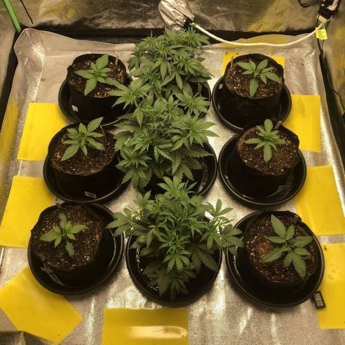 Toofless Alien, White Crack, Illuminauto №24 Gold Glue, Skywalker, SS x ...