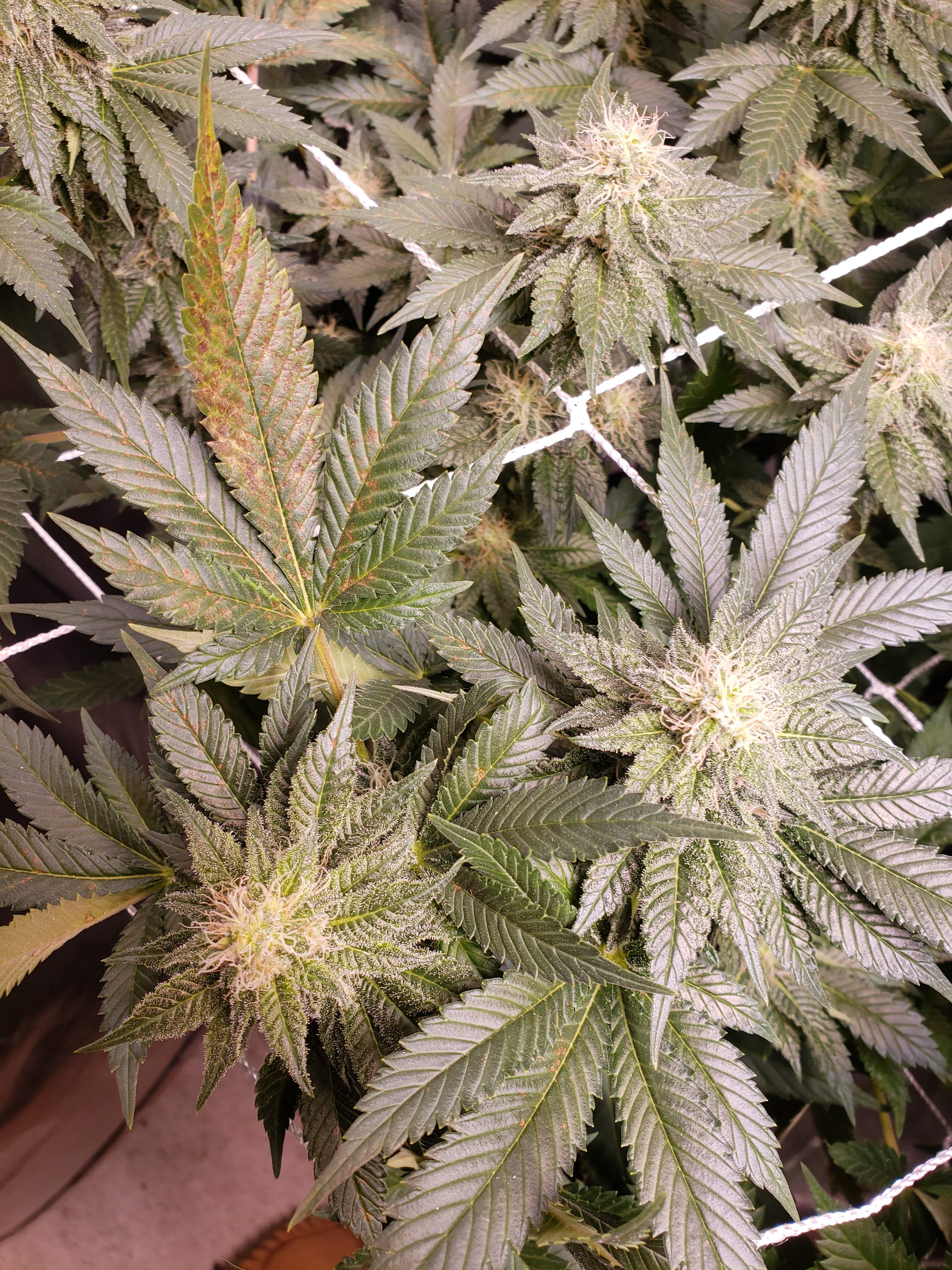Cal deficiency? grow question by infamous8803 - GrowDiaries