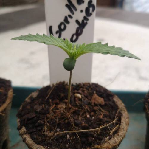 Fast Buds Gorilla Cookies Auto grow journal by S33dfr33k - GrowDiaries