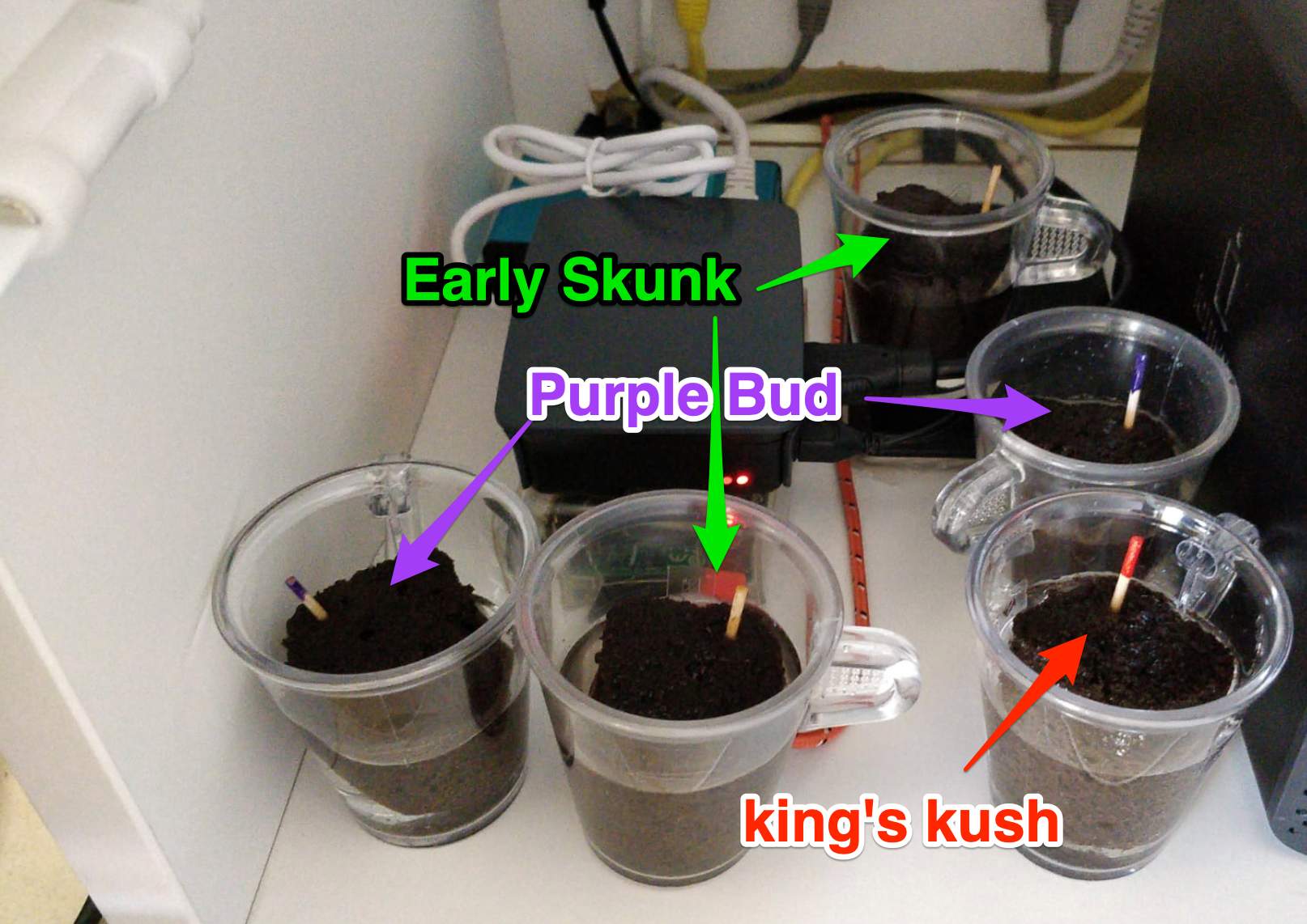 White Label Purple Bud Automatic grow diary (journal) week1 by Zed ...