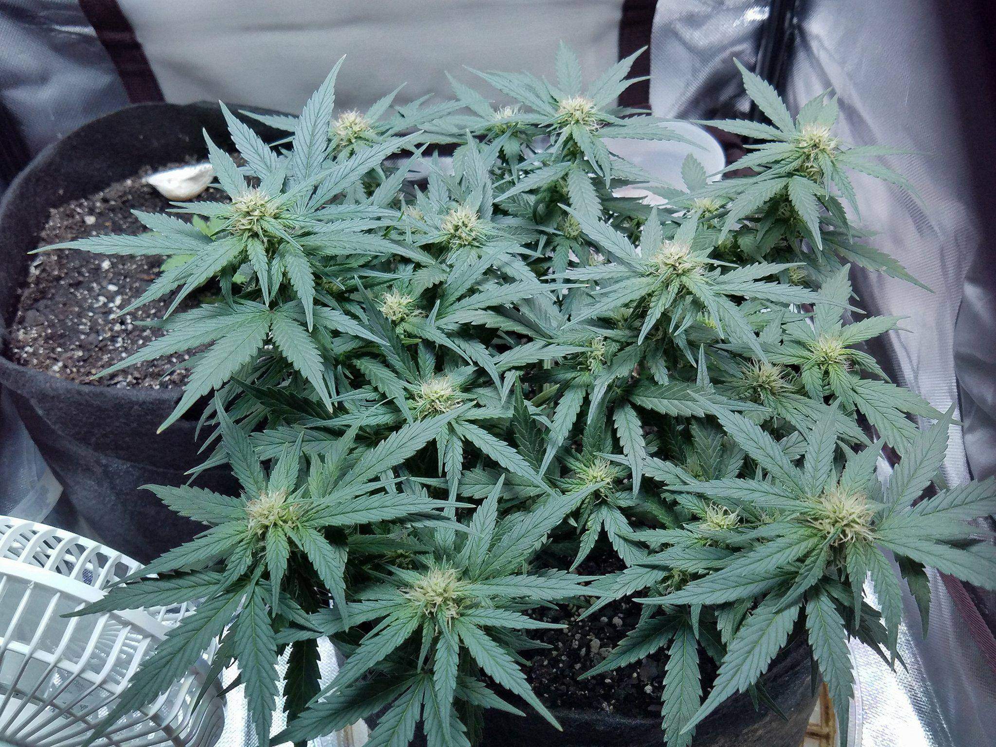 Nirvana Blueberry Kush Autoflower grow diary (journal) week9 by Lady ...