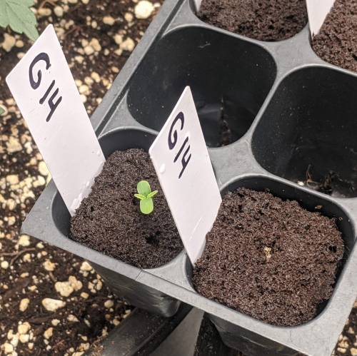 FastBuds G14 Auto grow journal week1 by SchruteFarms - GrowDiaries