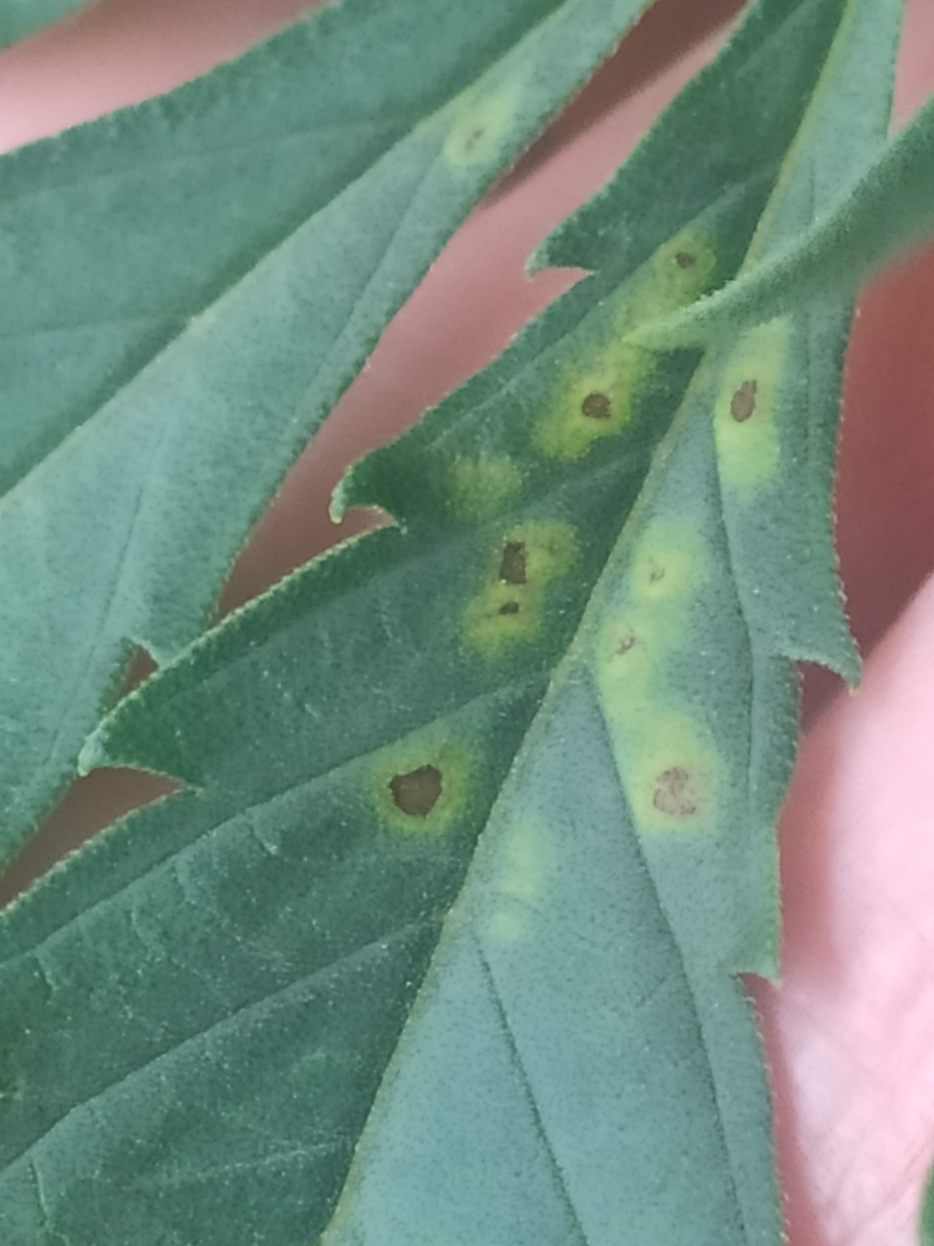 Help wanted: Fungus/Septoria? Brown spots. grow question by diegovvvv ...