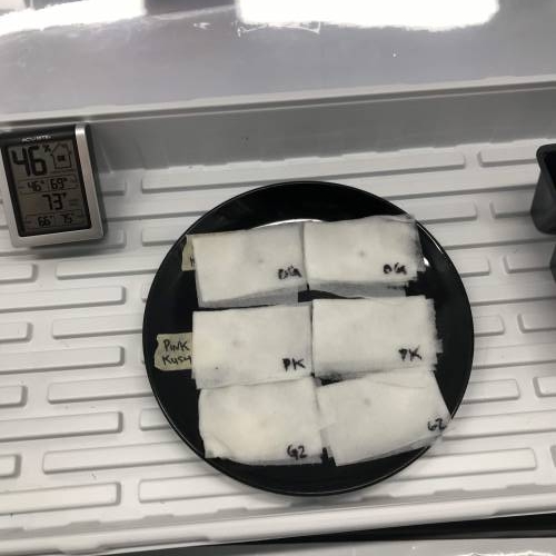 Gorilla Zkittlez, Pink Kush, O.G. Kush grow journal by noids - GrowDiaries