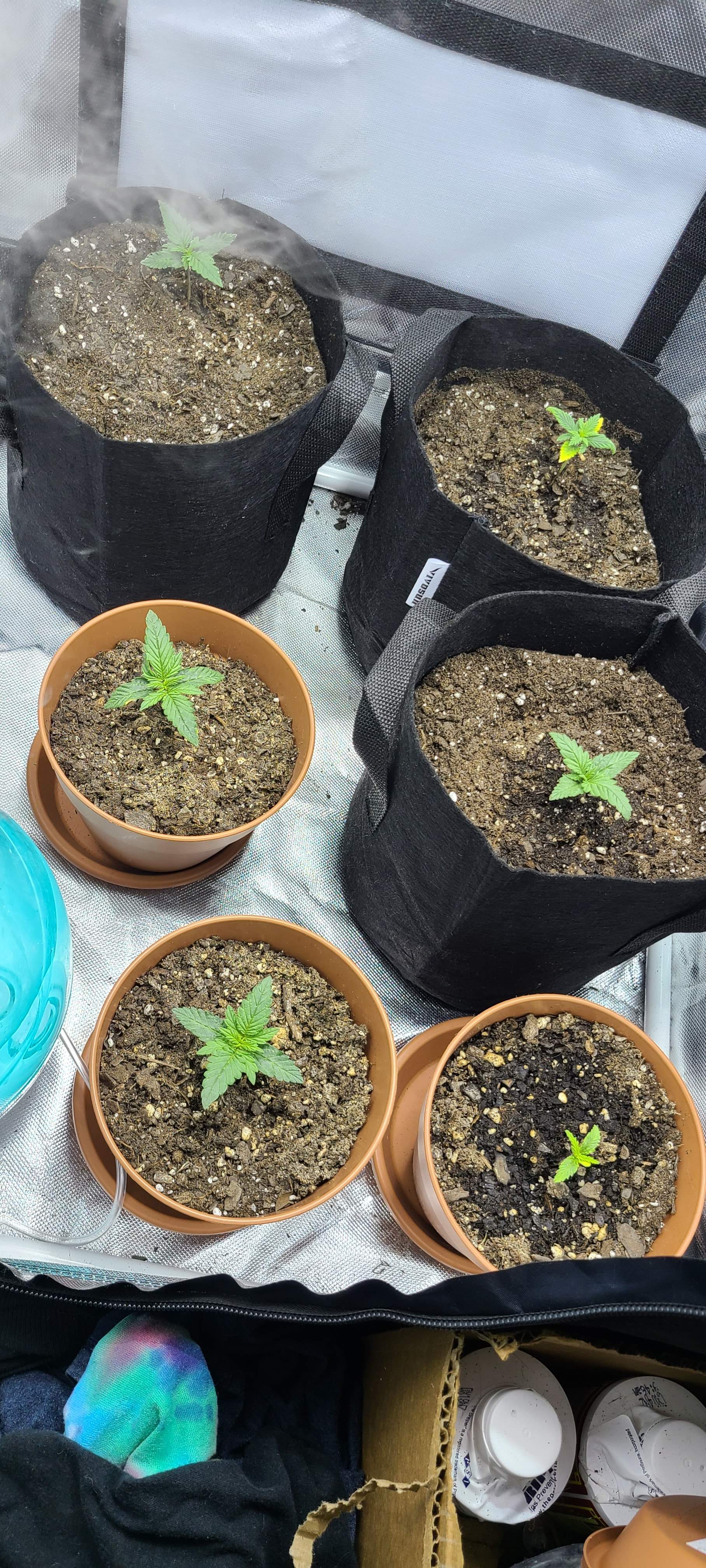 ILGM AK-47 Autoflower 3 grow diary (journal) week2 by HQTHC - GrowDiaries