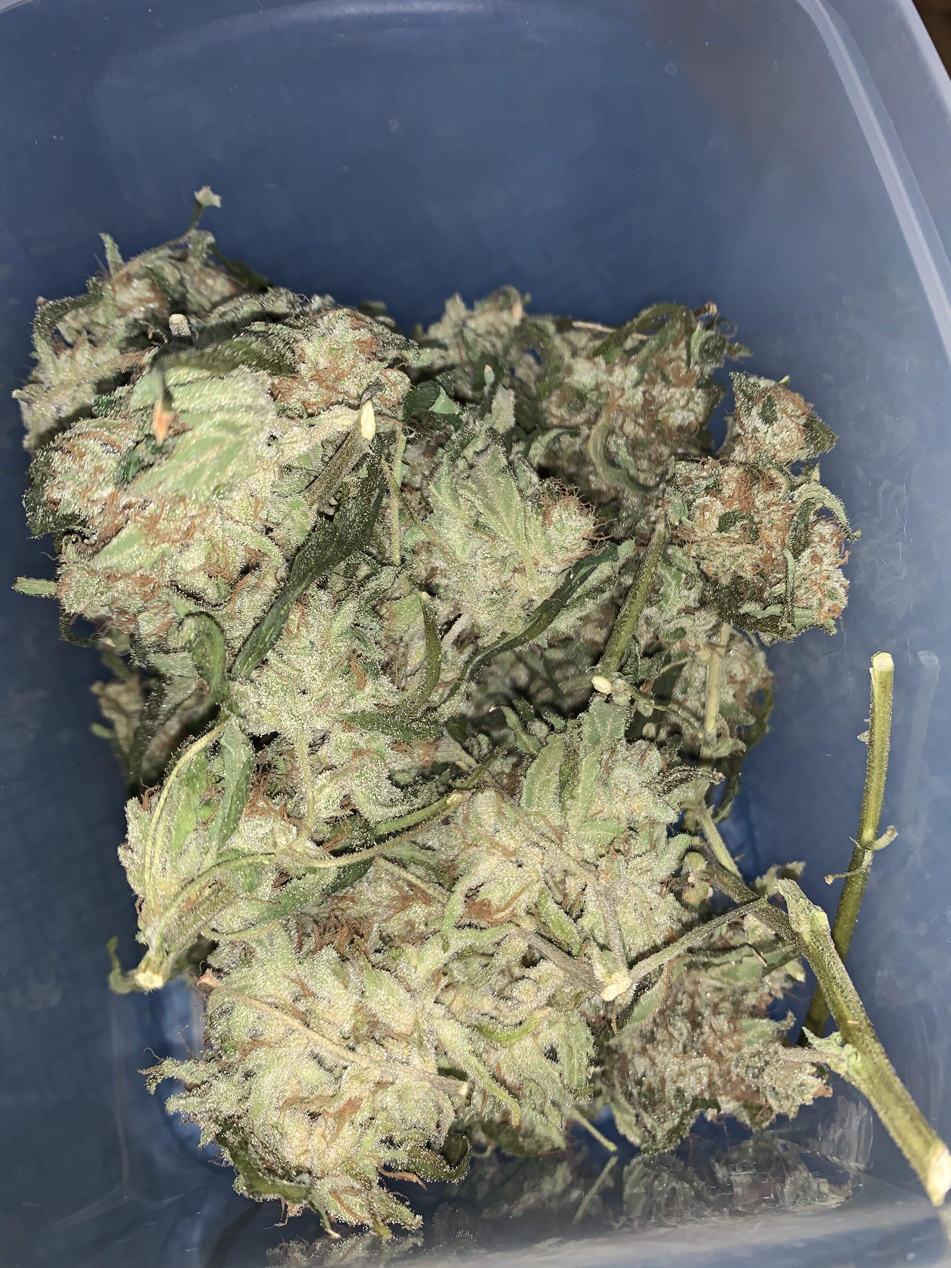 Nirvana Pure Power Plant, Royal Queen Seeds Critical Kush grow diary ...