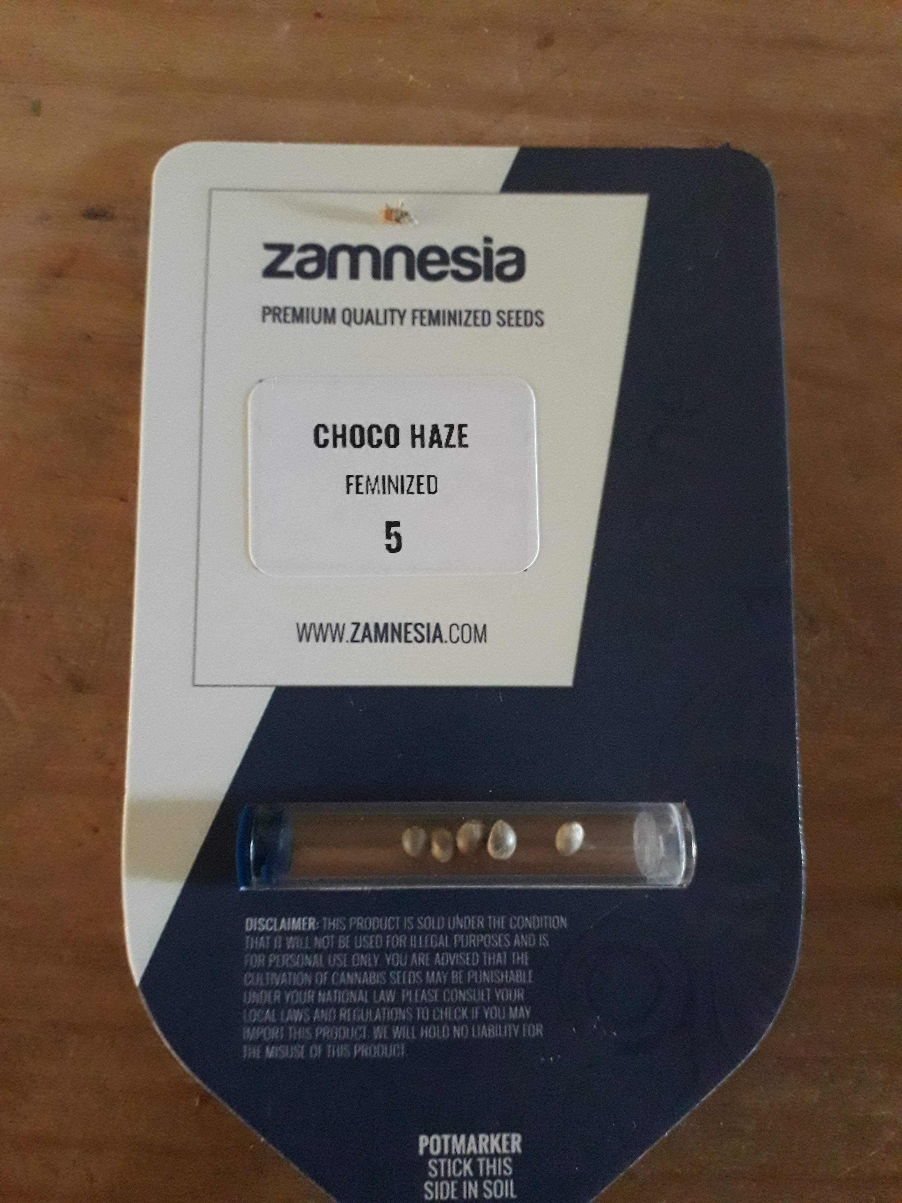 Zamnesia Seeds Choco Haze grow diary (journal) week1 by OutForReal ...