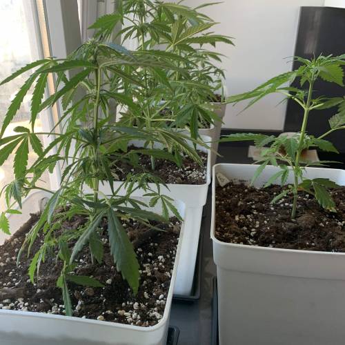Big Devil XL Auto/ Terraza Exterior grow journal by manolitofingers ...