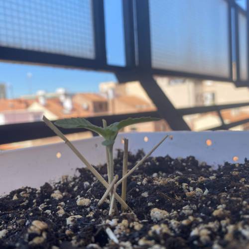 Sweet Seeds Dark Devil Auto® grow journal by DDAxxl2020 - GrowDiaries