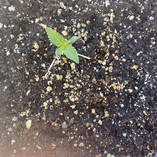 Sweet Seeds Dark Devil Auto® grow journal by DDAxxl2020 - GrowDiaries