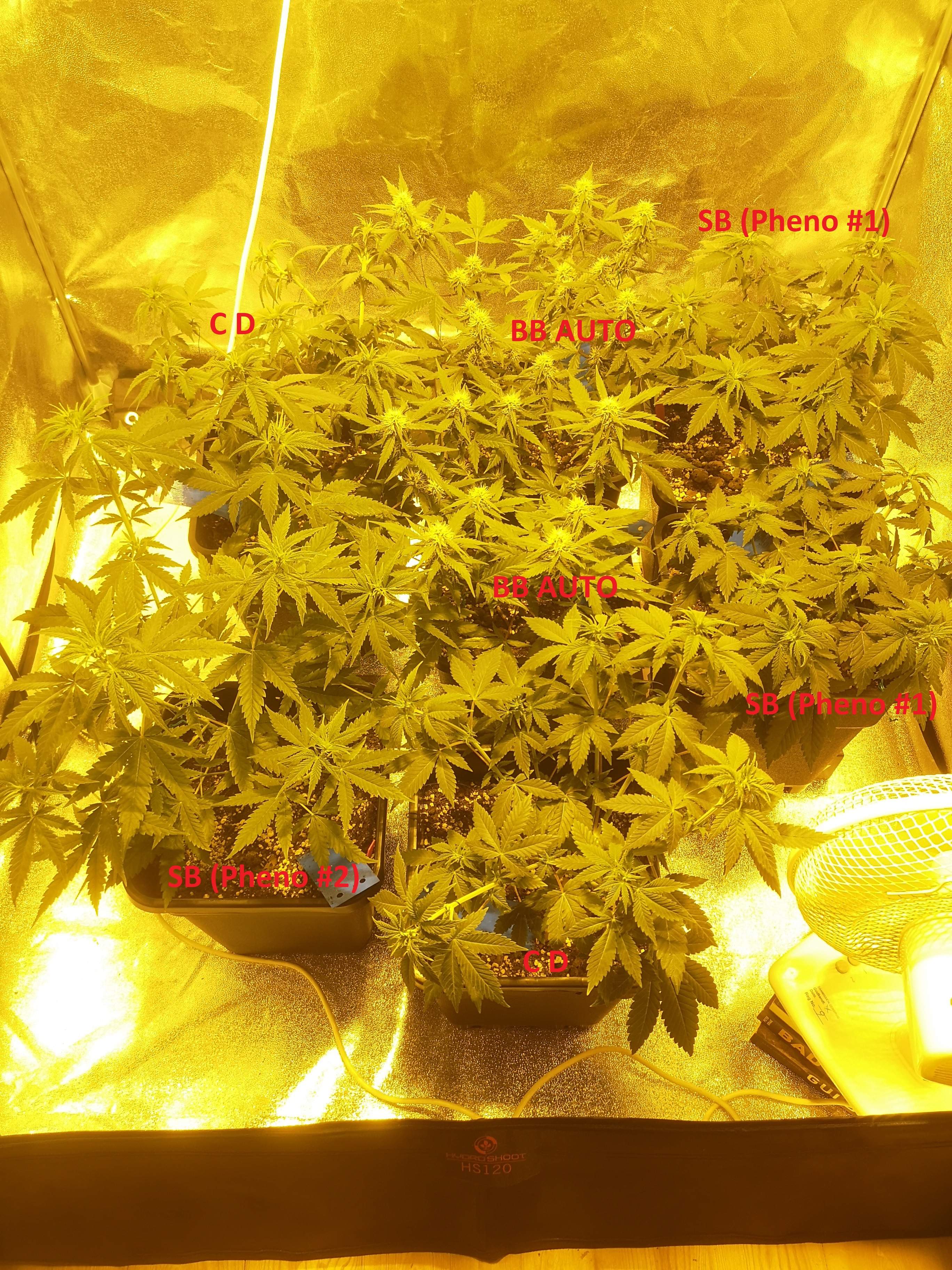 Green House Seed Co. Super Bud, Big Bud Auto, Chem Dawg grow diary ...