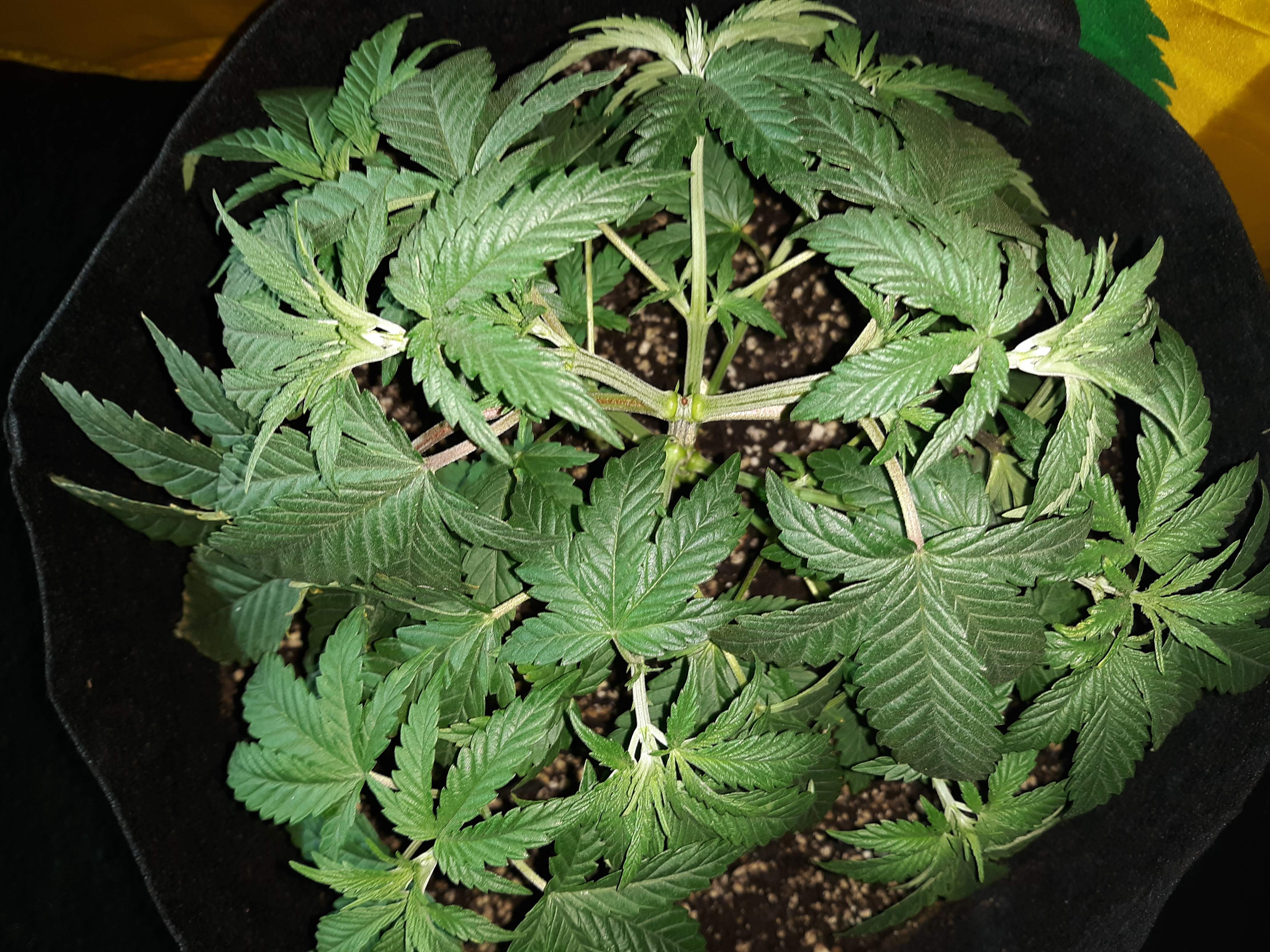 Canuk Seeds Bruce Banner Fast Fem grow diary (journal) week4 by ...