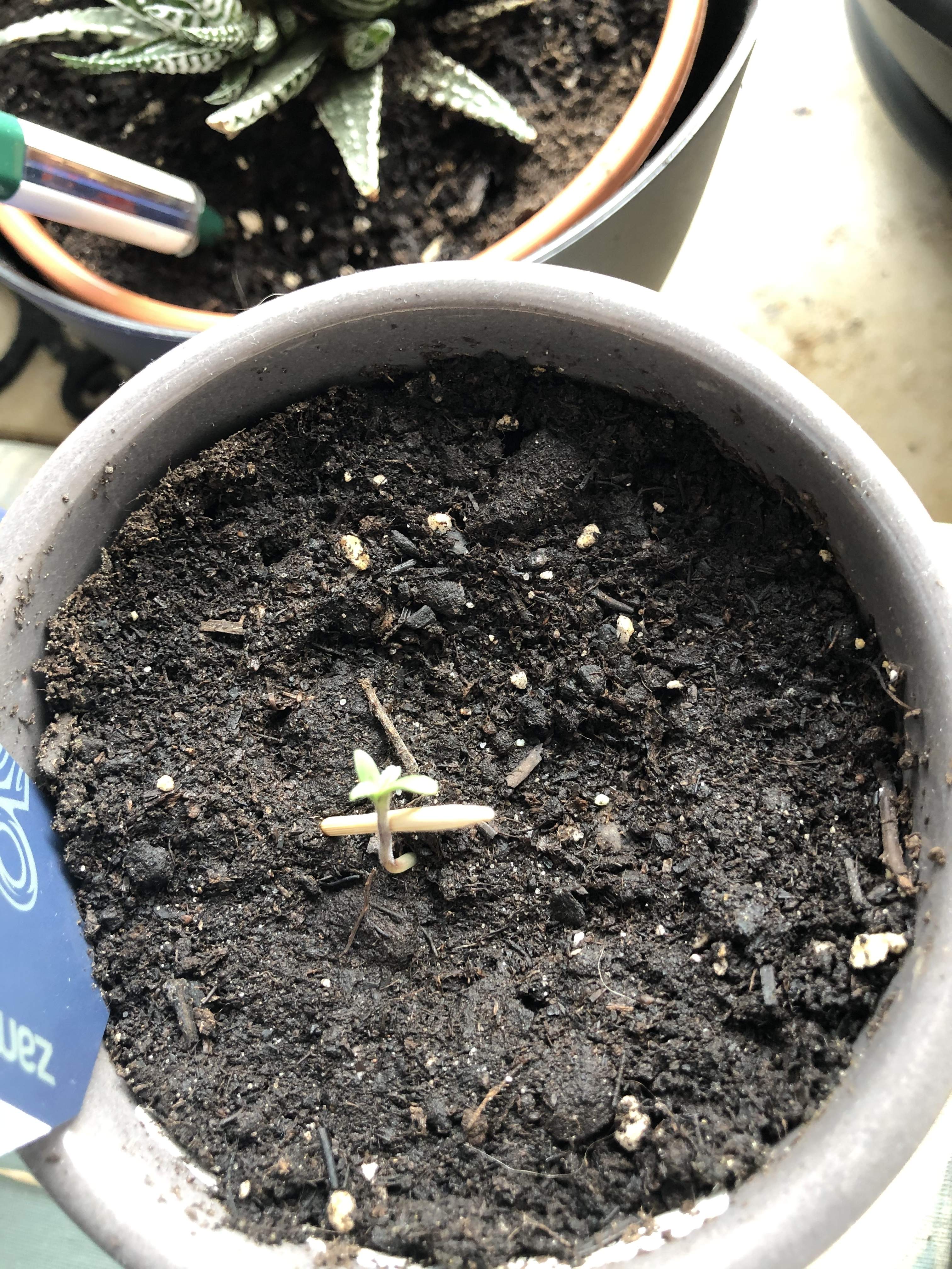 Sweet Seeds Cream Caramel Auto® grow diary (journal) week1 by Frankyboi ...