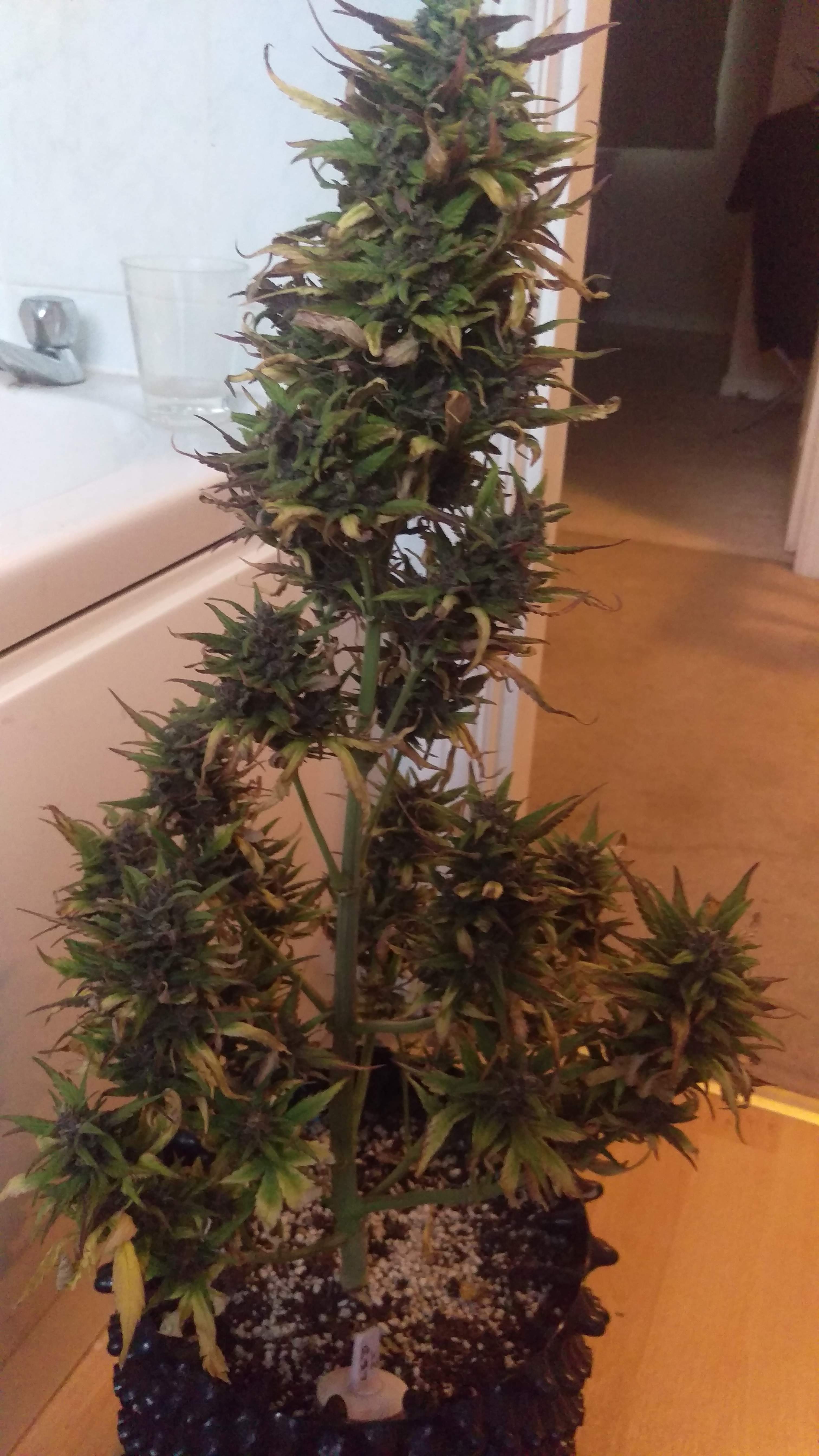 Fast Buds LSD-25 Auto 2 grow diary (journal) harvest8 by eightleggeddj ...