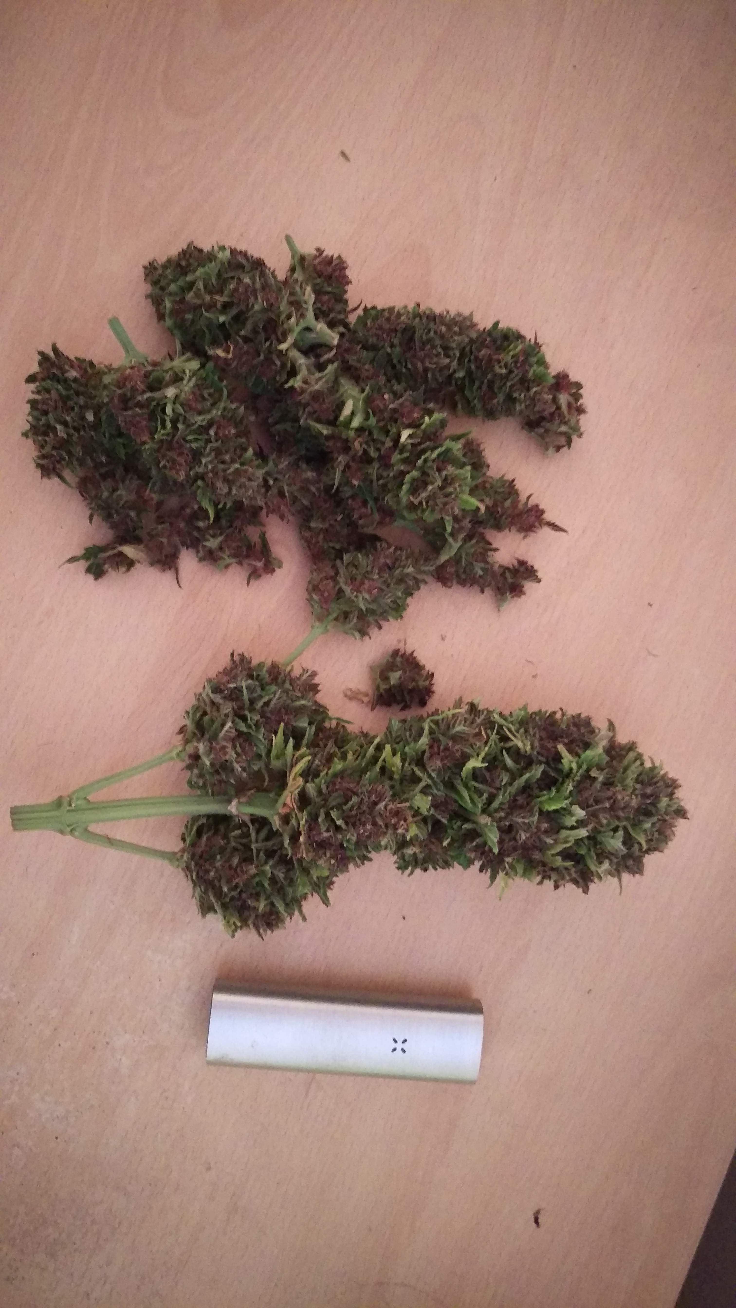 Fast Buds LSD-25 Auto 2 grow diary (journal) harvest8 by eightleggeddj ...