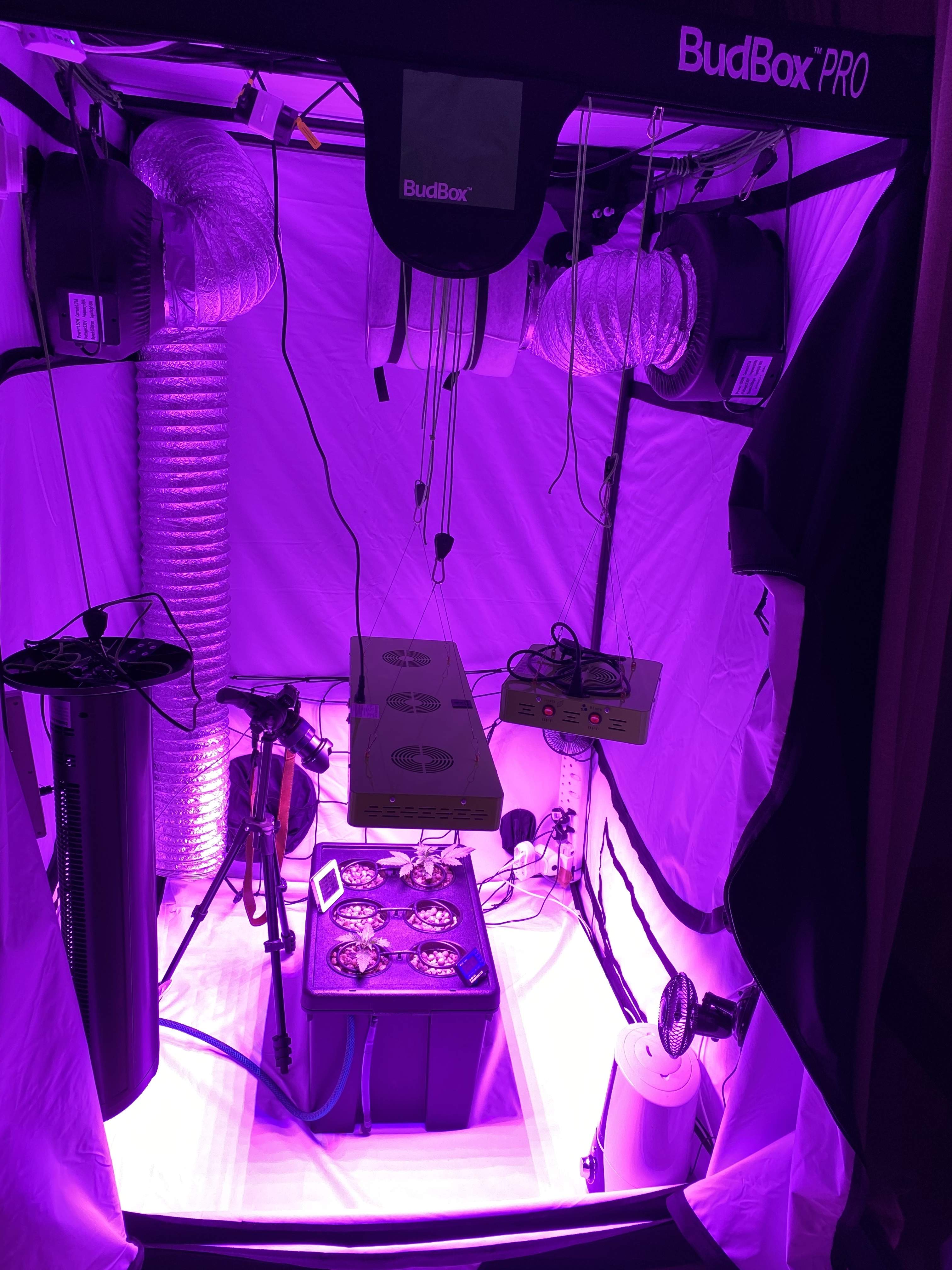 Fast Buds Purple Lemonade Auto, Fast Buds Fastberry Auto grow diary ...