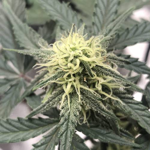 FastBuds Girl Scout Cookies Auto, FastBuds Stardawg Auto, Female Seeds ...