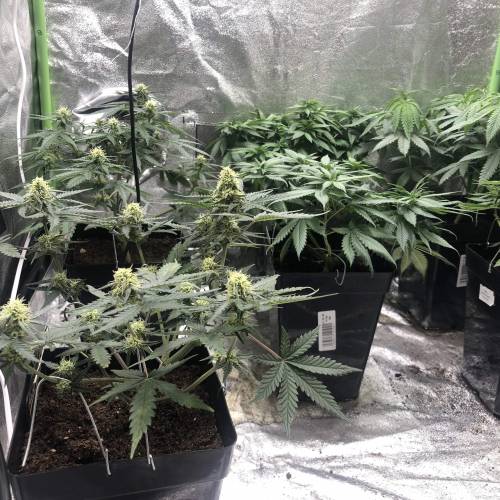 FastBuds Girl Scout Cookies Auto, FastBuds Stardawg Auto, Female Seeds ...