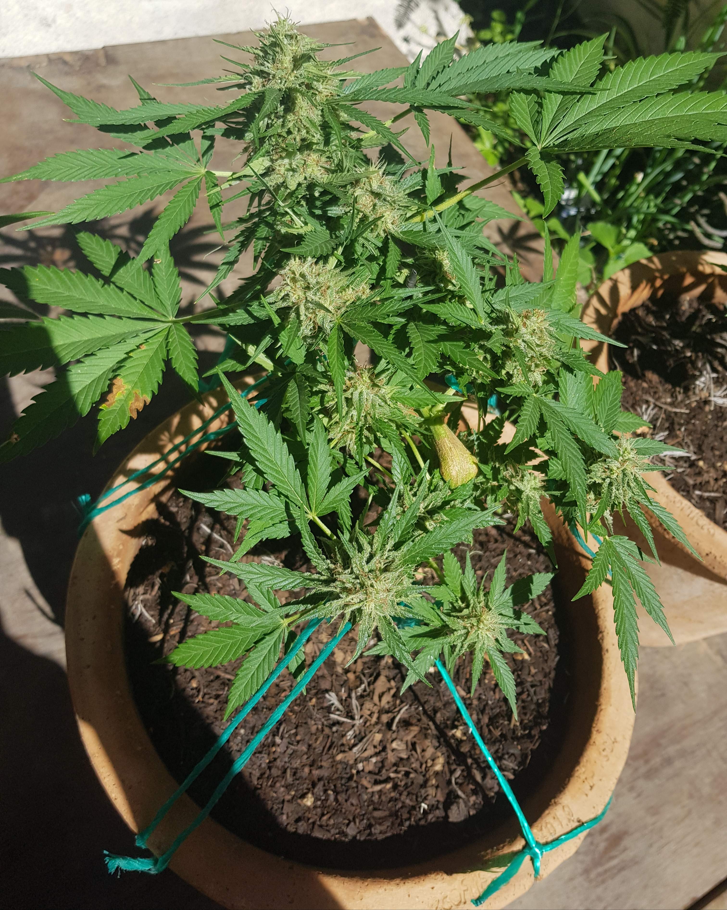 Sativa Landrace Latino America, 2x Bag Seeds Indica grow diary (journal ...