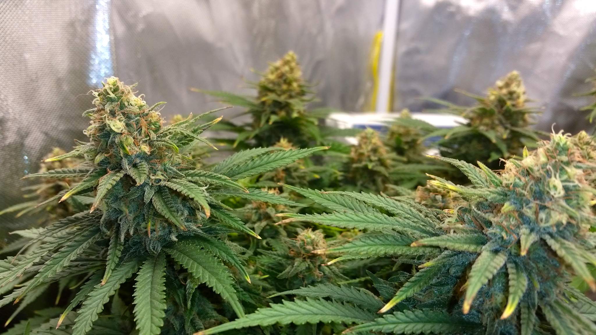 00seeds Chocolate Skunk grow diary (journal) week13 by El_Cannacultor ...