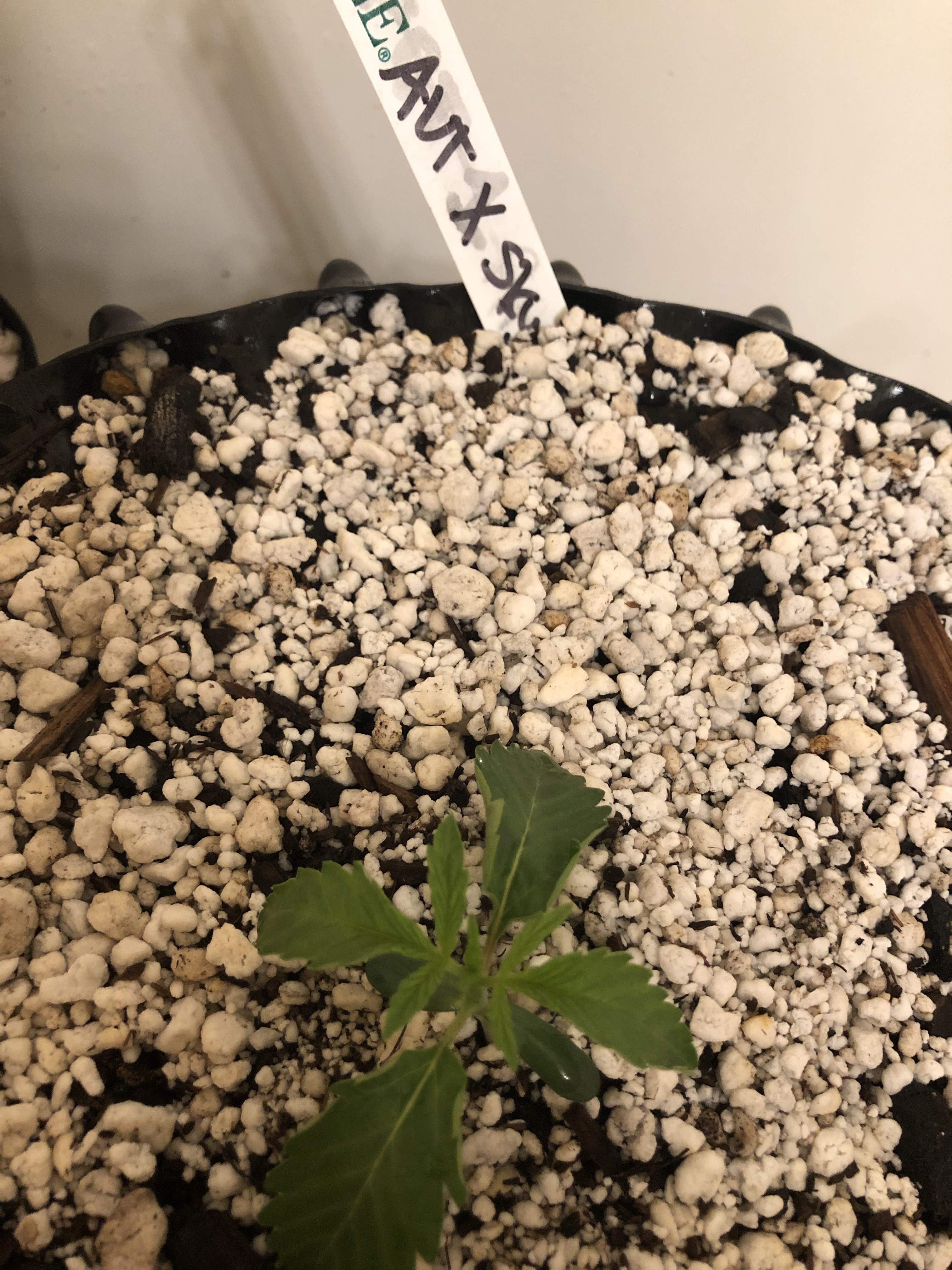 Alien vs triangle X Skywalker 7 grow diary (journal) week1 by ...