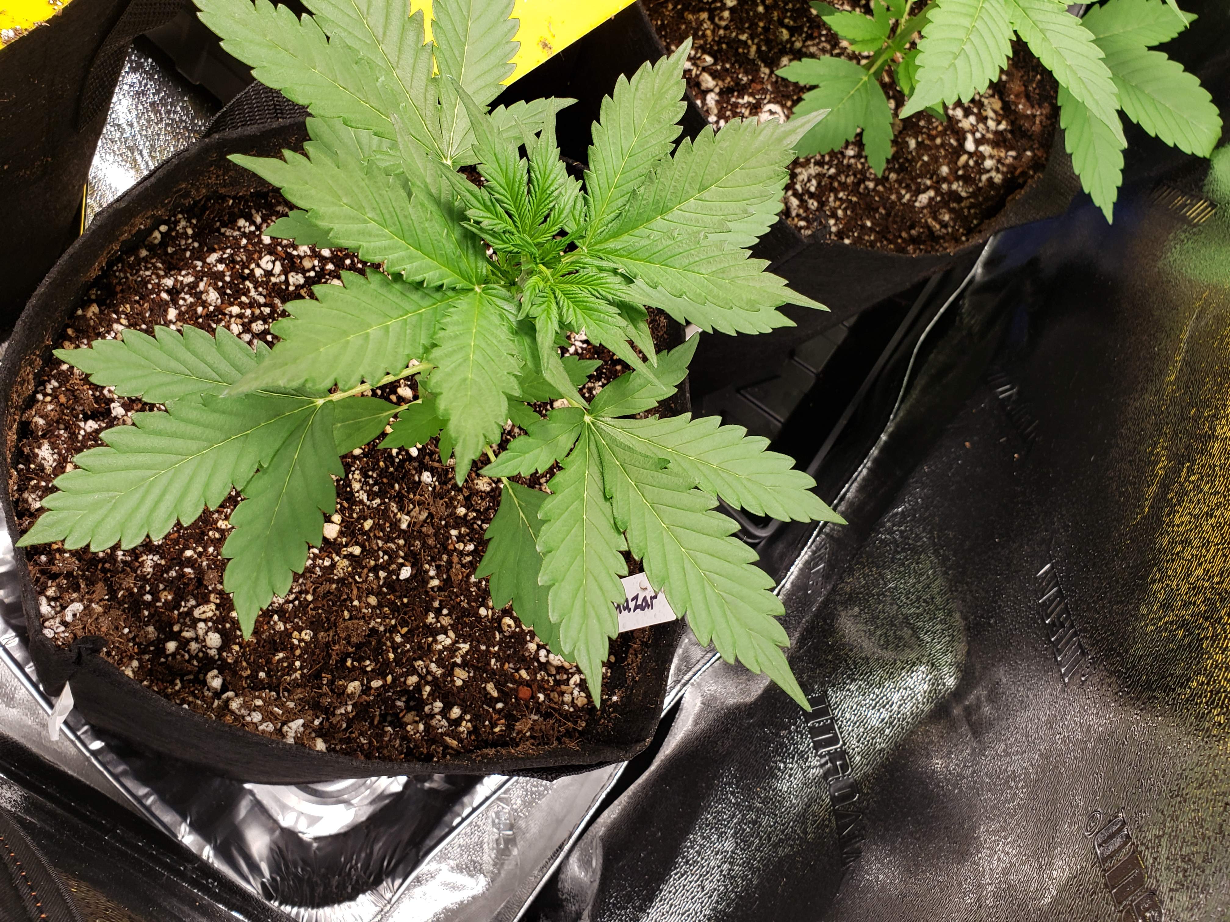 Dutch Passion Mazar grow diary (journal) week3 by MountainMike ...