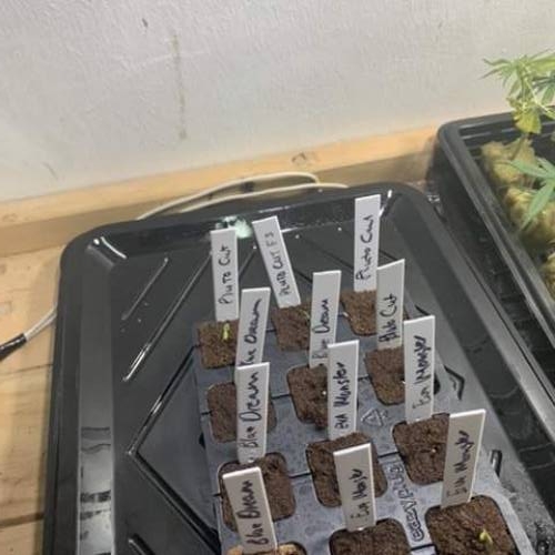 Monster , Blue Dream grow journal by JohnnyBlack - GrowDiaries