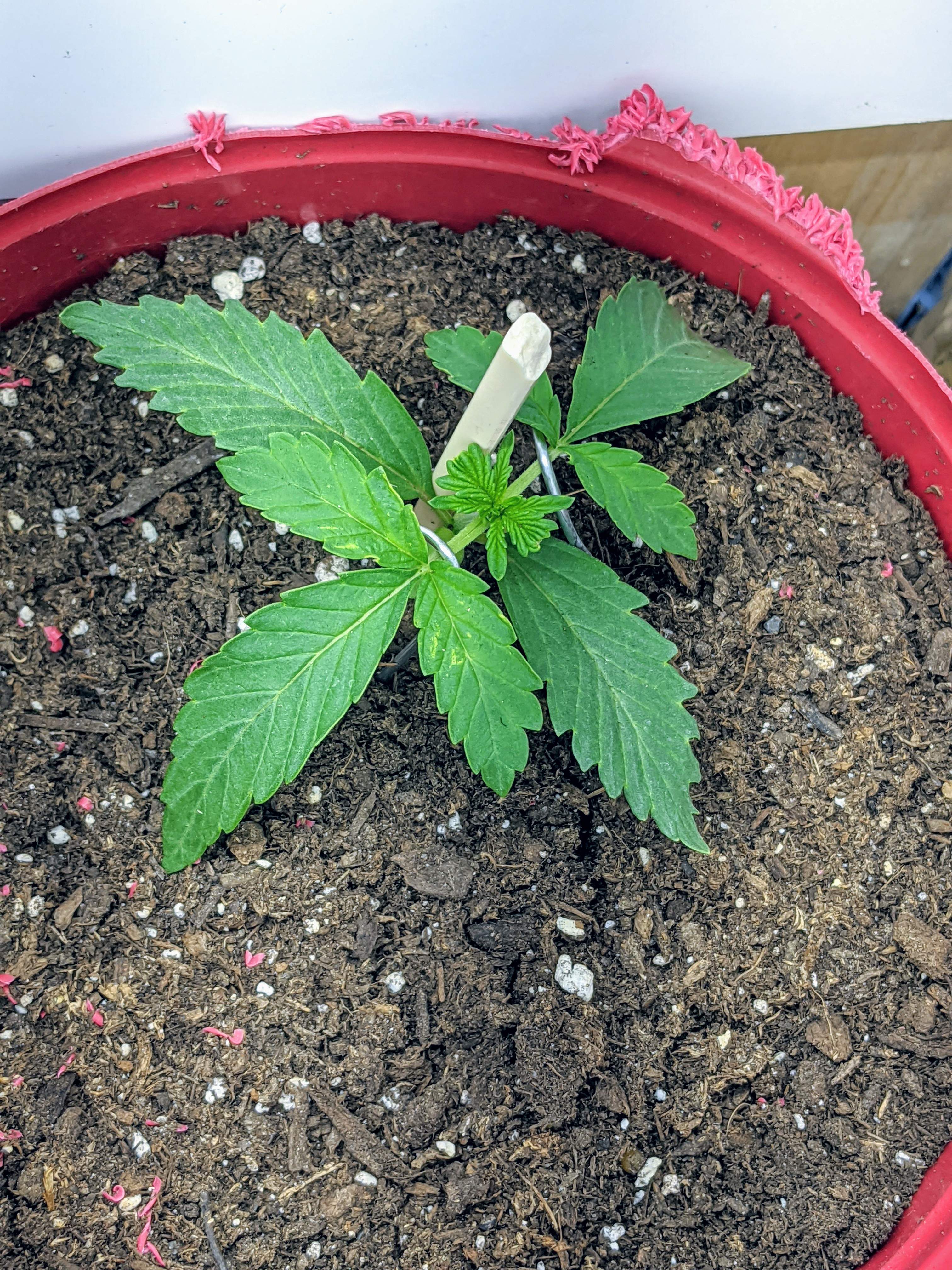 Early top and lst grow question by Shockolateman08 - GrowDiaries