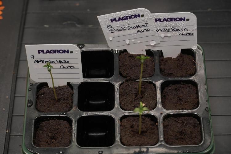 Amnesia Haze Auto by Zamnesia Pheno A grow journal by Do...